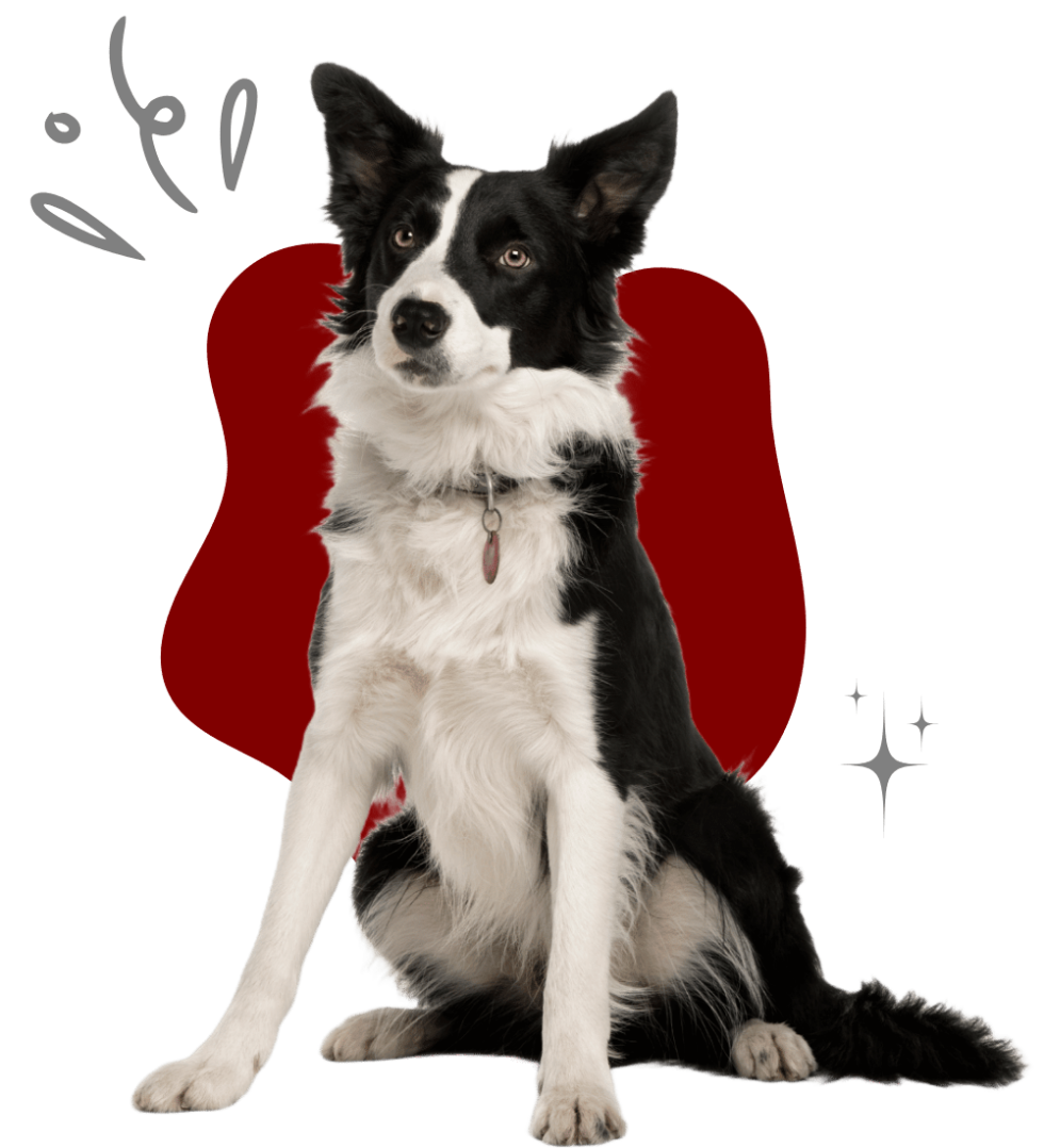 About Dime Box Animal Clinic | Vet In Dime Box, TX 77853