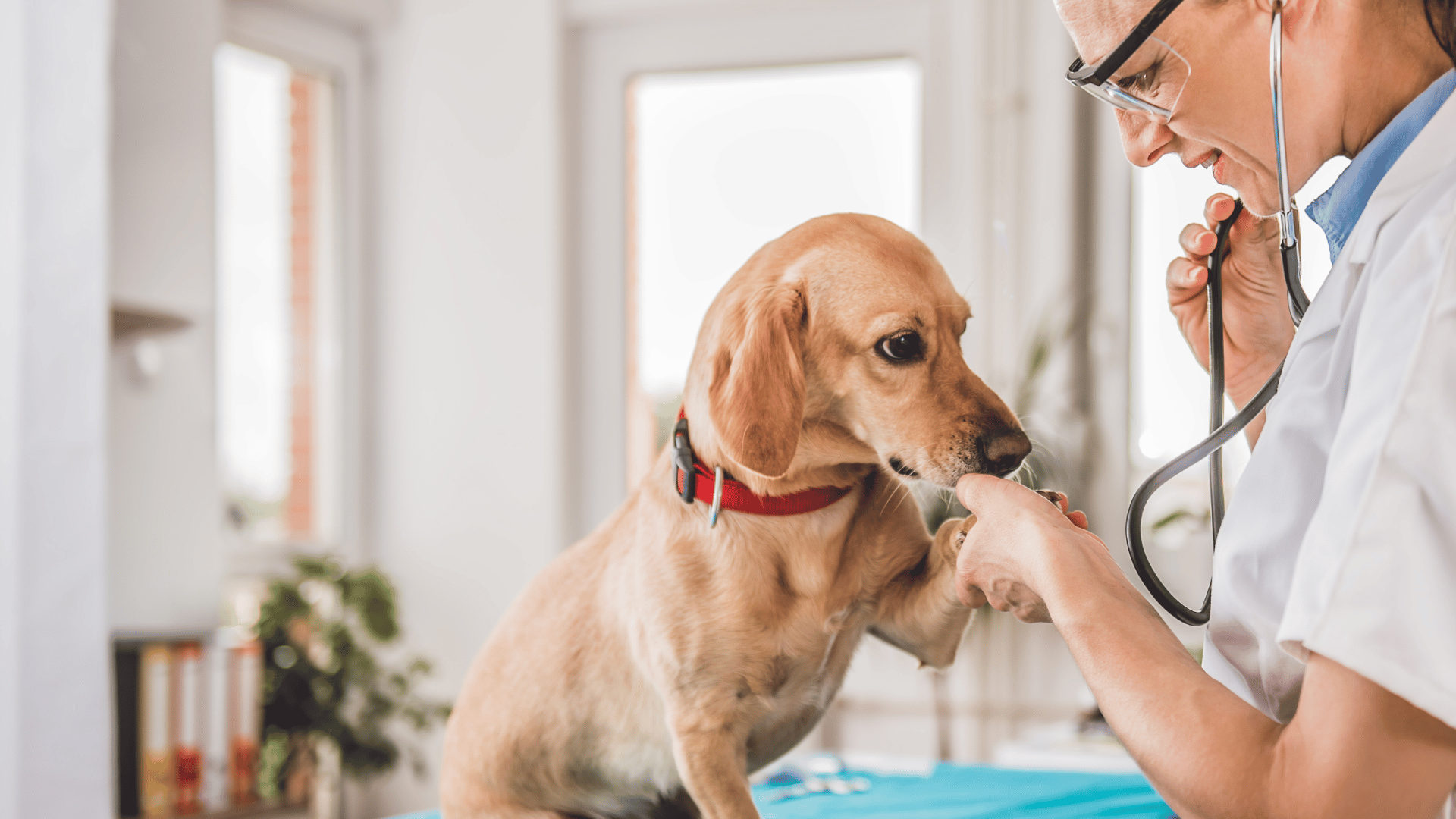 Dime Box, TX Veterinarian 77853 | Dime Box Animal Clinic